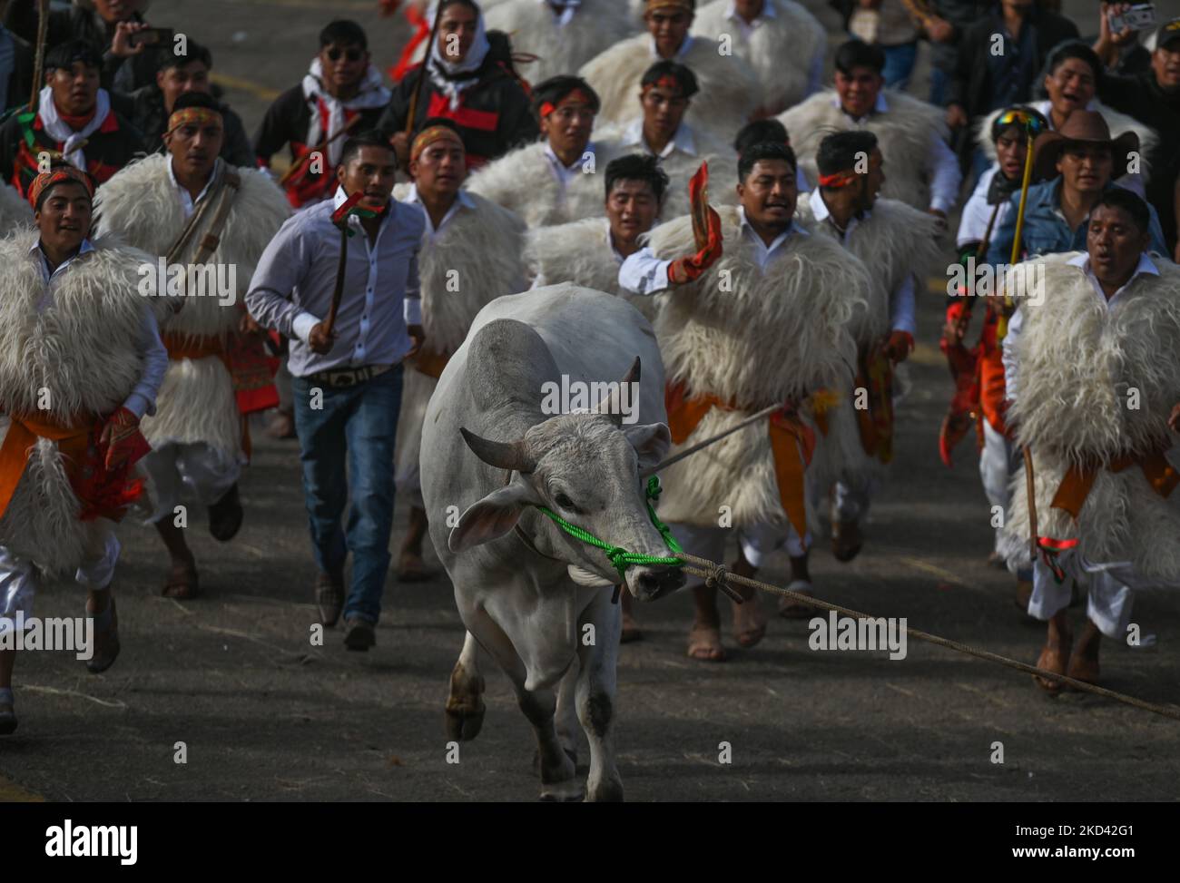 A scene of bull running through the streets of San Juan Chamula on the ...