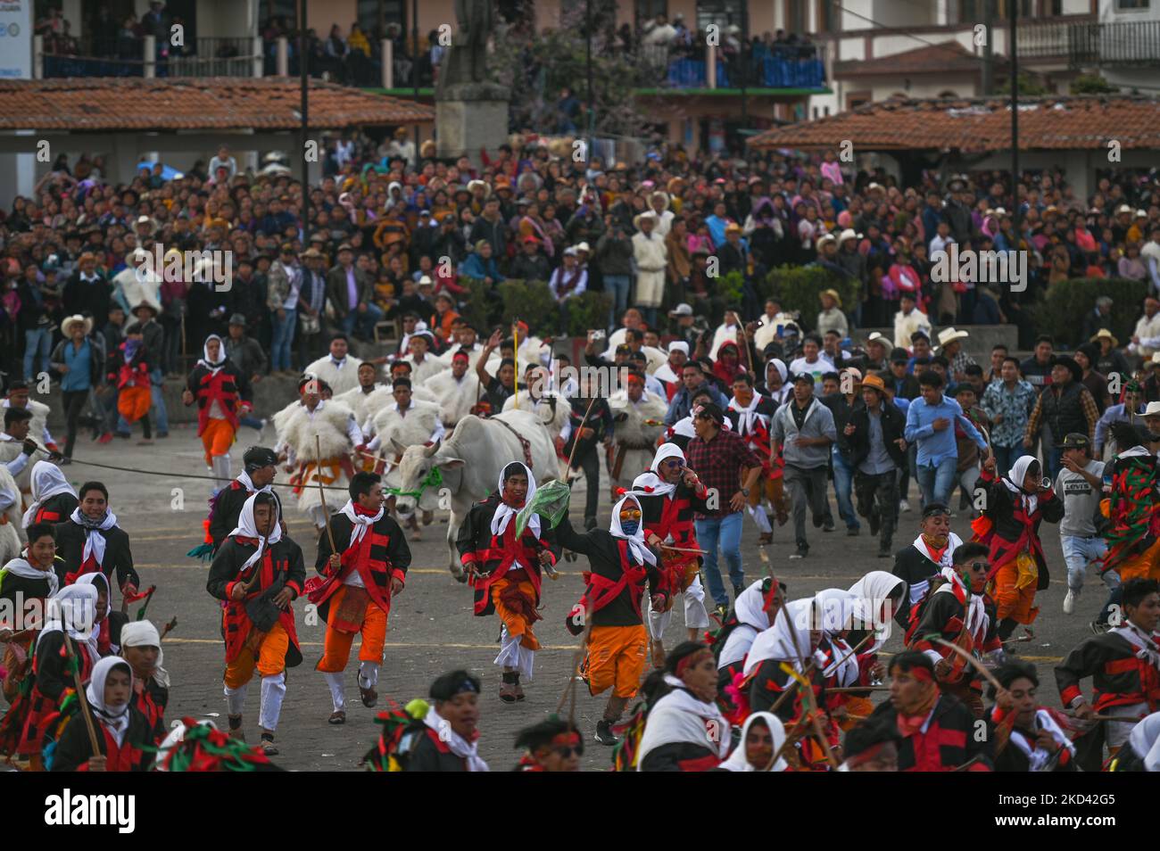 A scene of bull running through the streets of San Juan Chamula on the ...