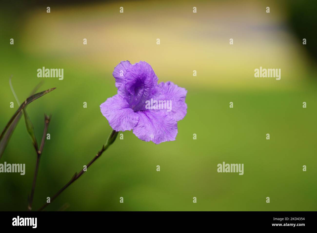 Ruellia simplex (also called kencana ungu, rawelia, rolia, rowlea) with ...