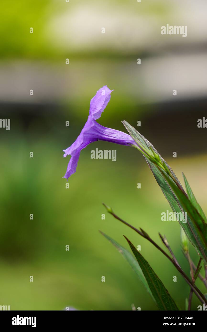 Ruellia simplex (also called kencana ungu, rawelia, rolia, rowlea) with ...