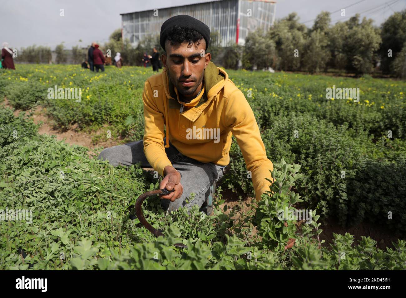 A Palestinian farmer picks thyme plants at a farm near the Erez ...