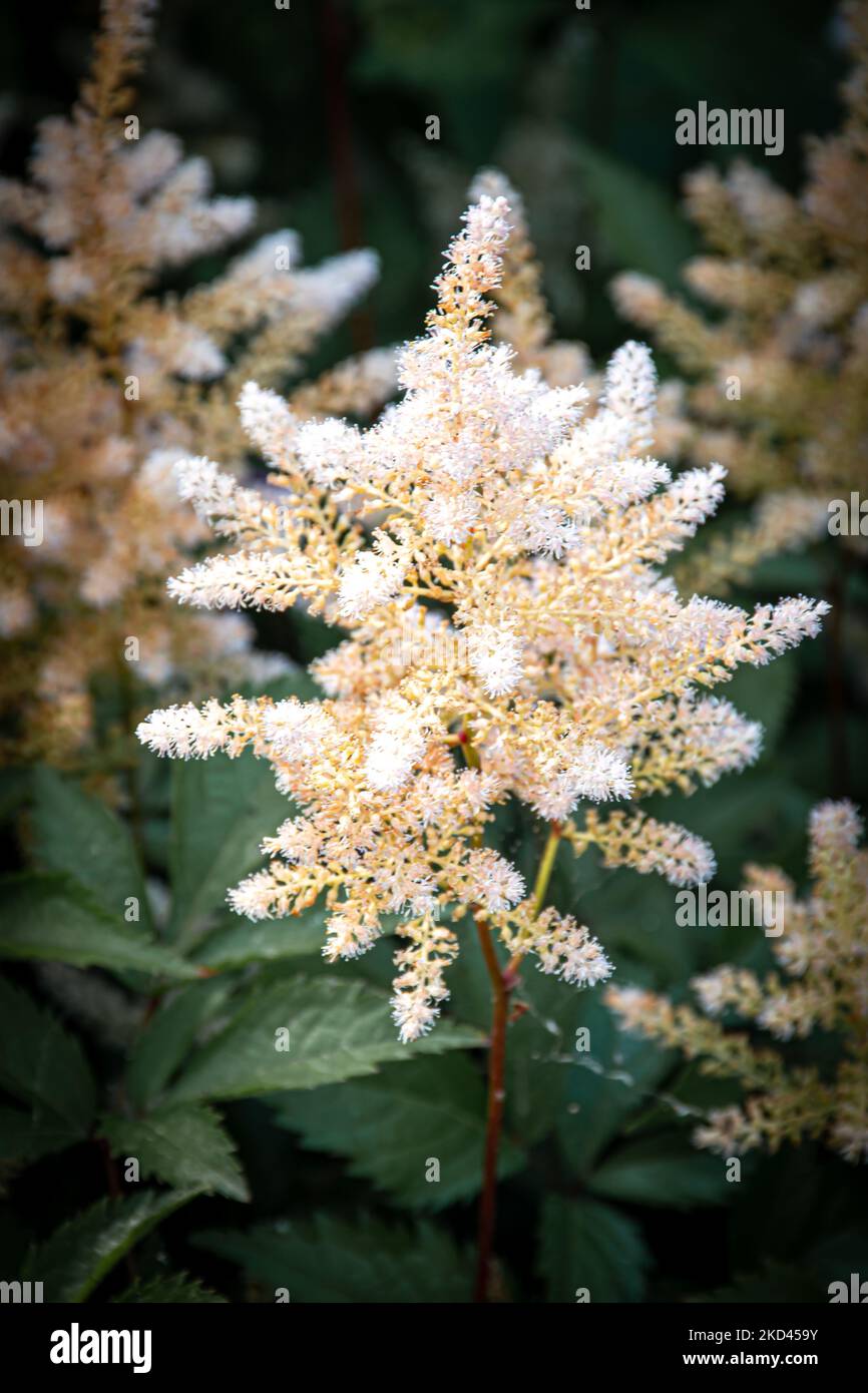A vertical closeup shot of the Astilbe - genus floral plants Stock ...