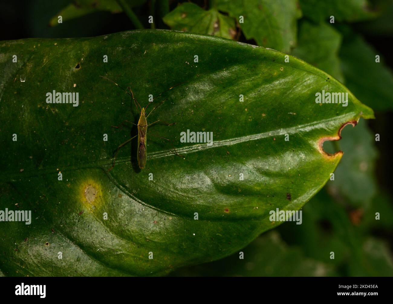 Green rice bug hi-res stock photography and images - Alamy
