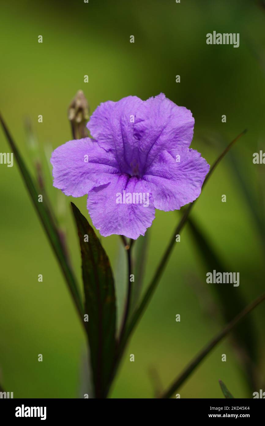 Ruellia simplex (also called kencana ungu, rawelia, rolia, rowlea) with ...