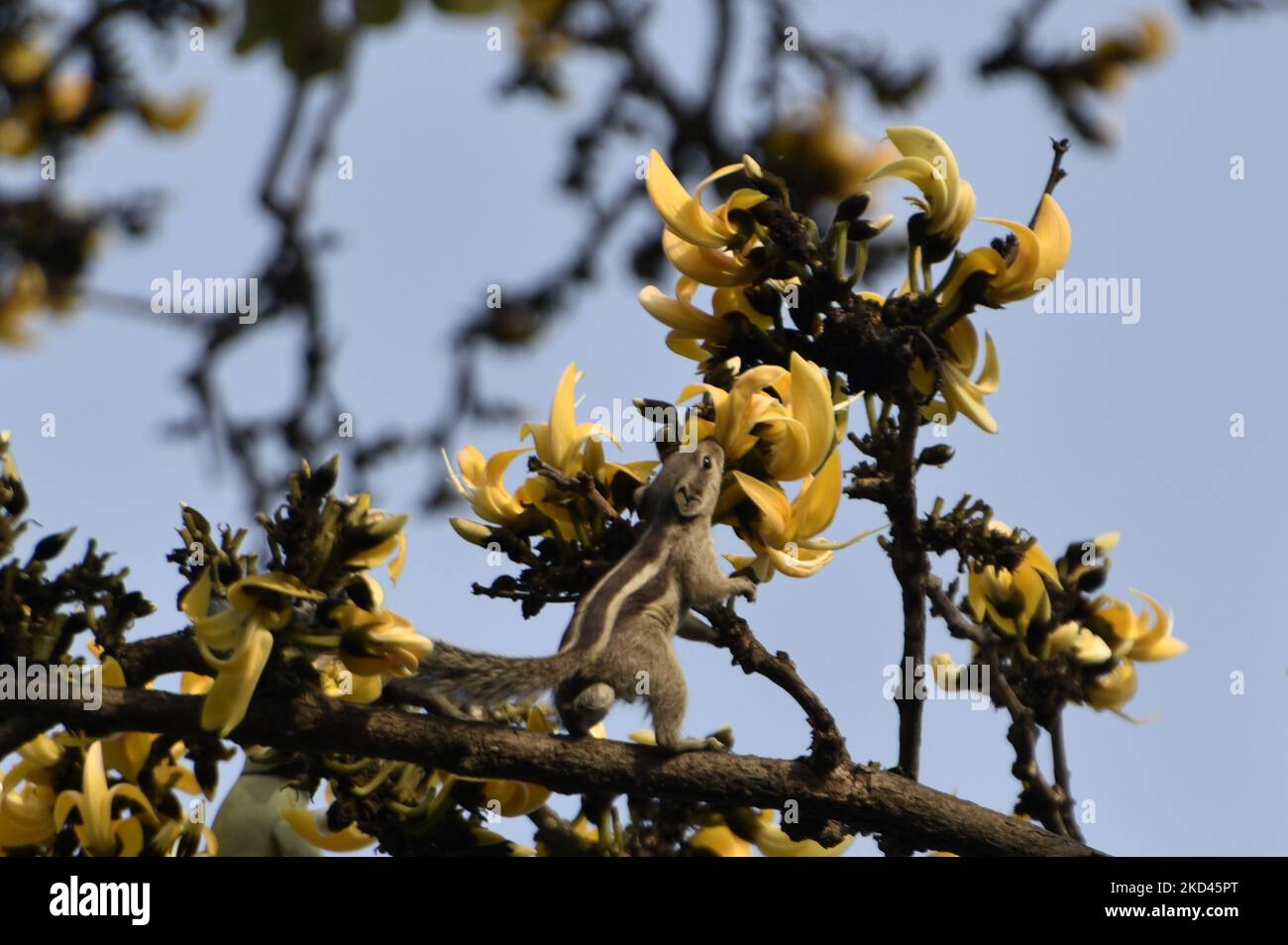 A squirrel is seen in a yellow Palash flower tree in Kolkata, India, 03 ...