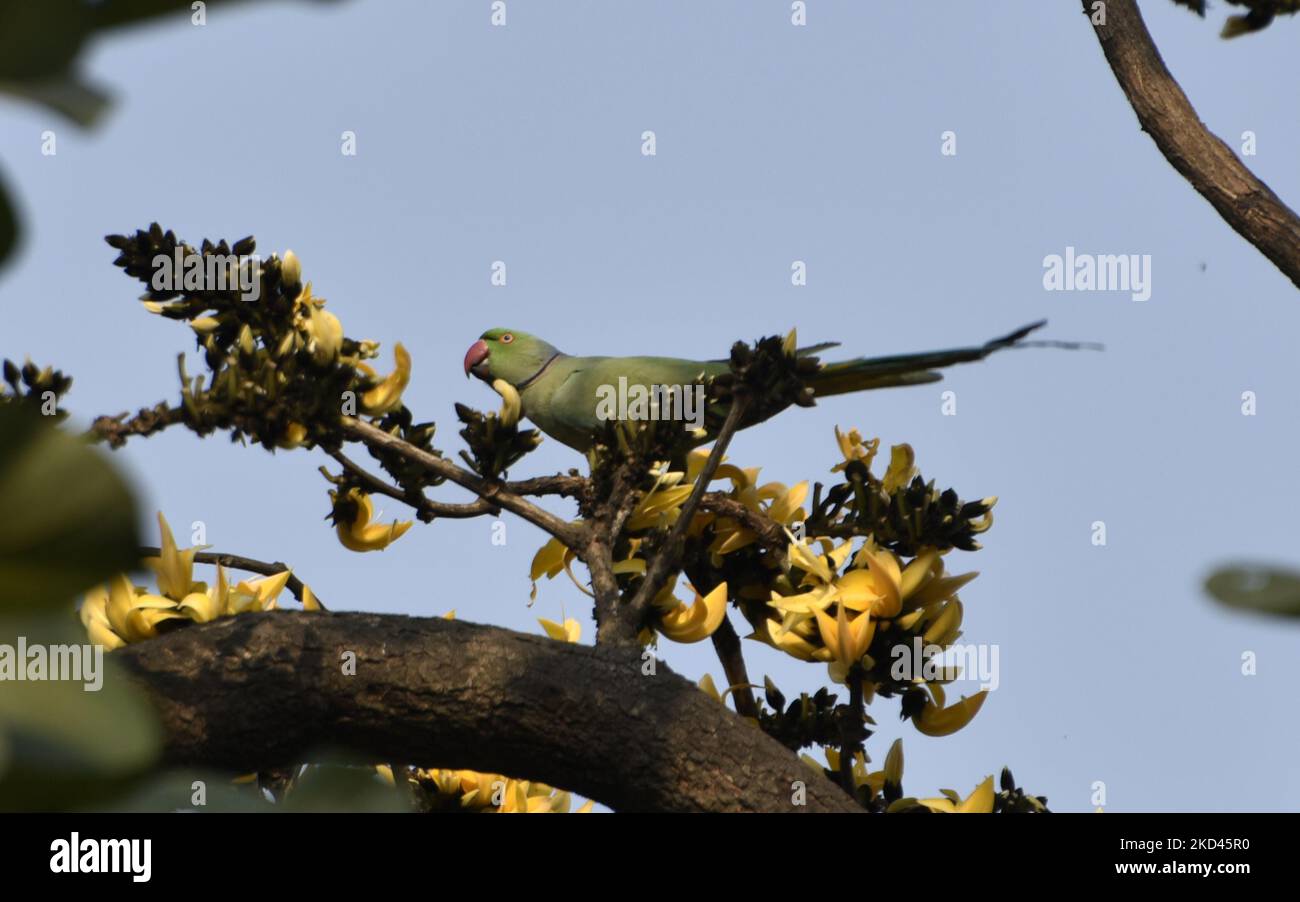 A parrot is seen in a yellow Palash flower tree in Kolkata, India, 03 ...