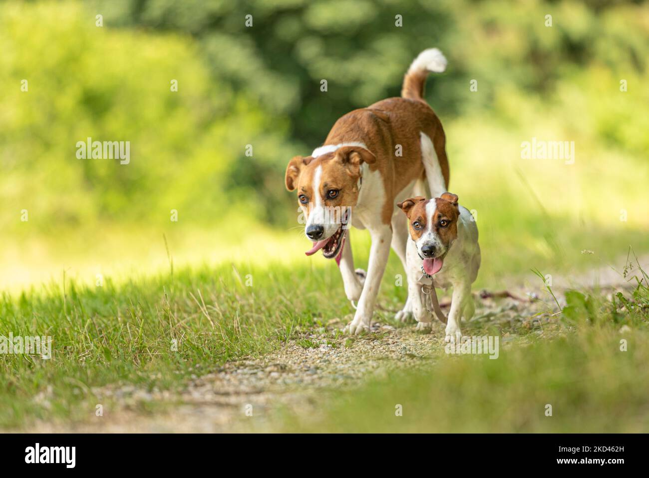 Two cute enchanting dogs are walking together without humans. Little ...