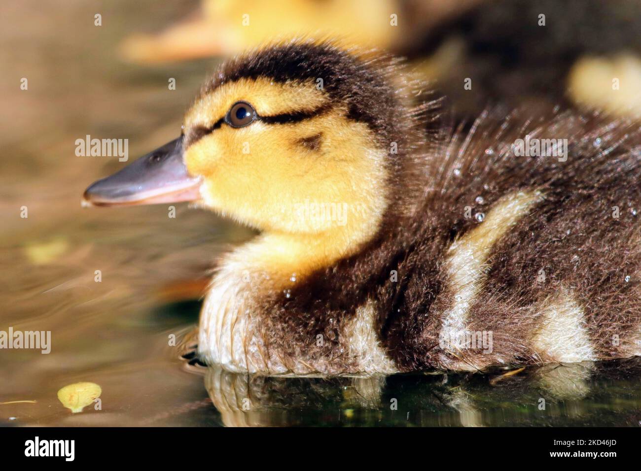 A close up shot of a duckling bird and the other flying Stock Photo - Alamy