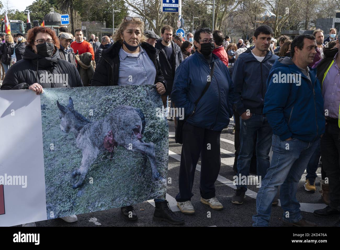 Two farmers carry a banner with an animal killed by wolves during the ...