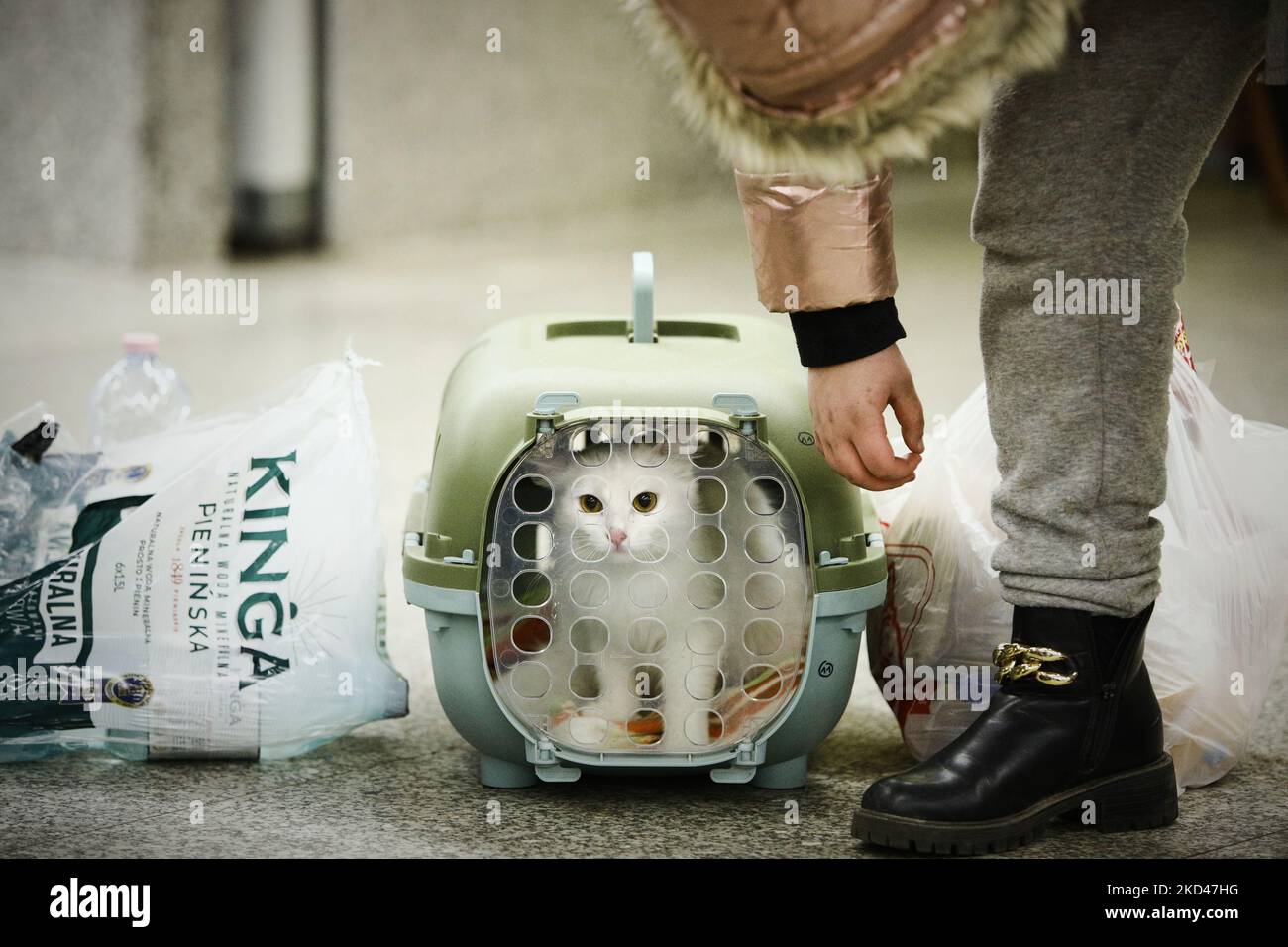 A cat is seen in a pet carrier at the Warsaw East train station in ...