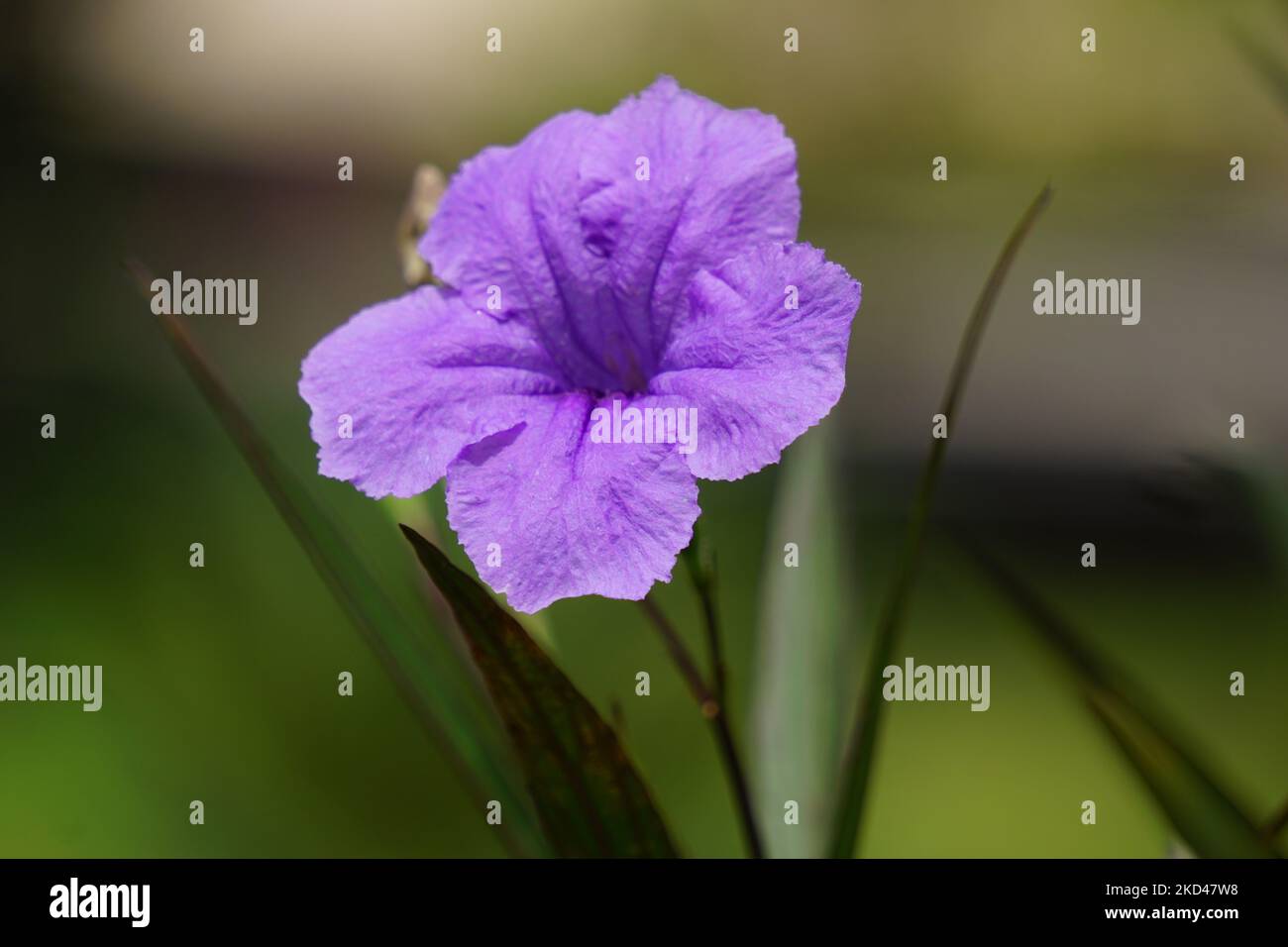Ruellia simplex (also called kencana ungu, rawelia, rolia, rowlea) with ...