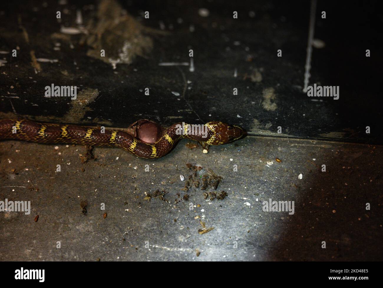 Colourful baby indian wolf snake hi-res stock photography and images ...