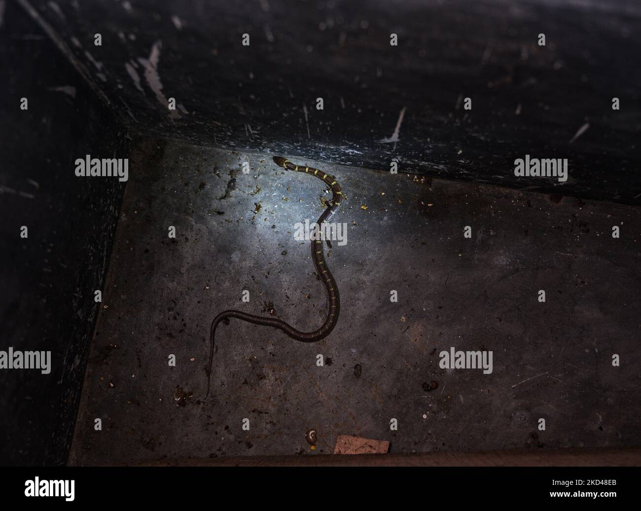 Indian wolf snake hi-res stock photography and images - Alamy