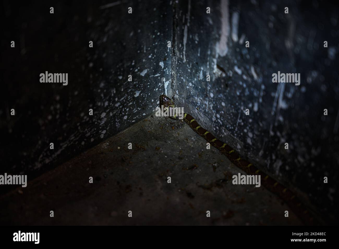 The Indian wolf snake (Lycodon aulicus) is nocturnal and is inactive ...