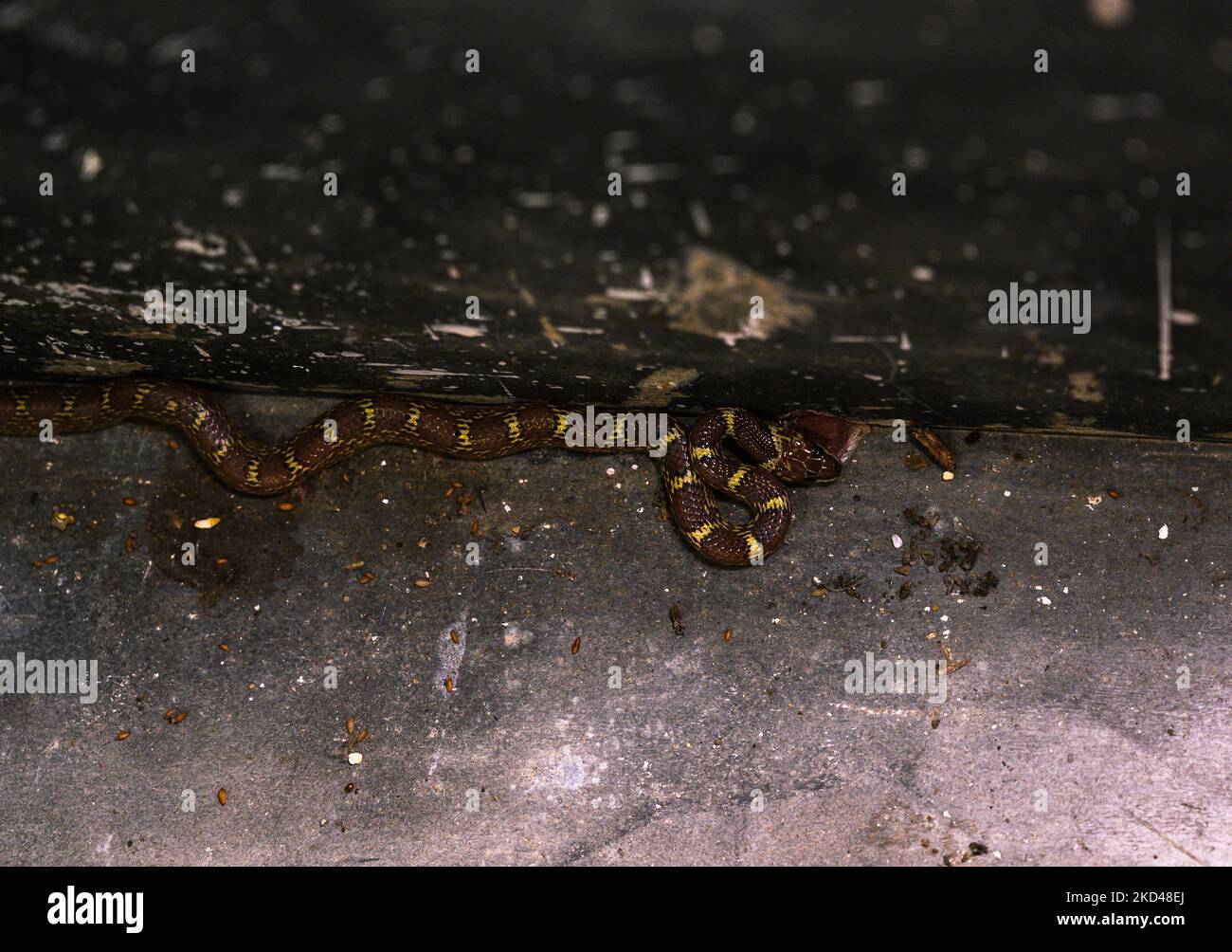 Indian wolf snake hi-res stock photography and images - Alamy