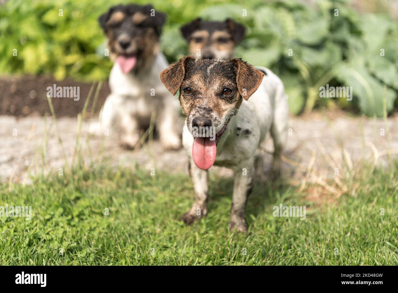 Group of happy dirty little Jack Russell Terrier dogs after walk Stock ...