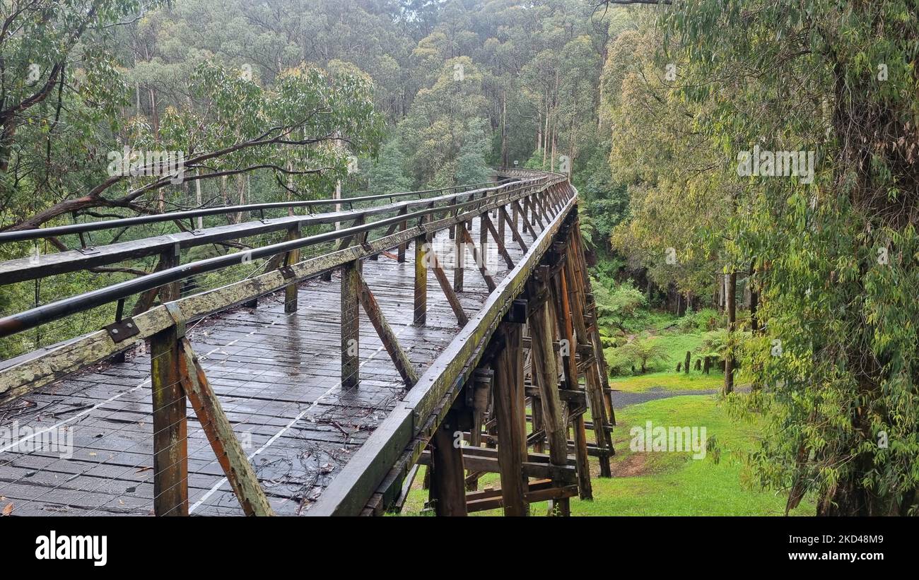 A Noojee Trestle bridge rail trail with a thick forest around and a ...