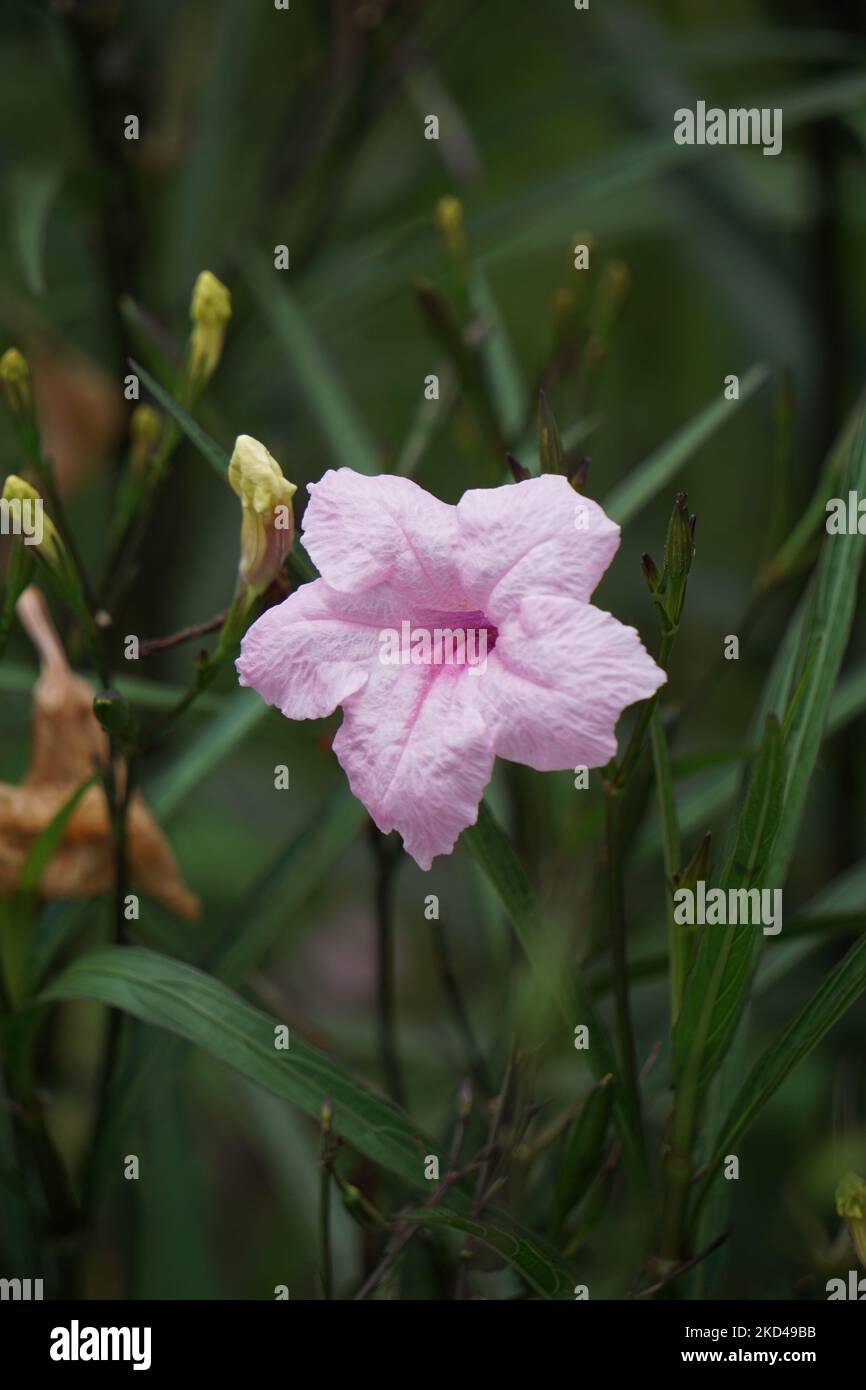 Ruellia simplex (also called kencana ungu, rawelia, rolia, rowlea) with ...