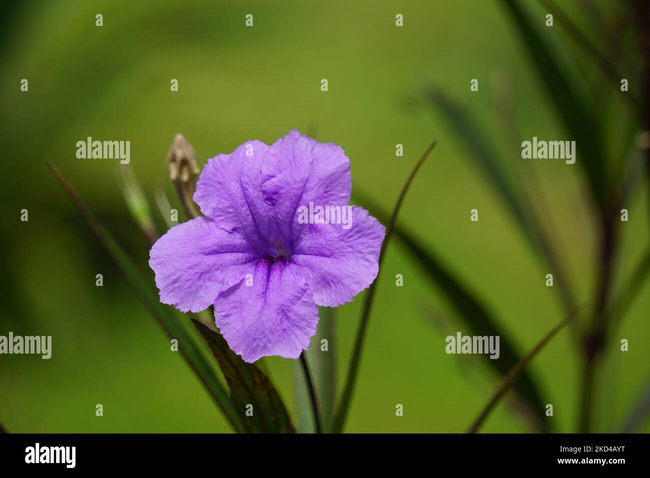 Ruellia simplex (also called kencana ungu, rawelia, rolia, rowlea) with ...