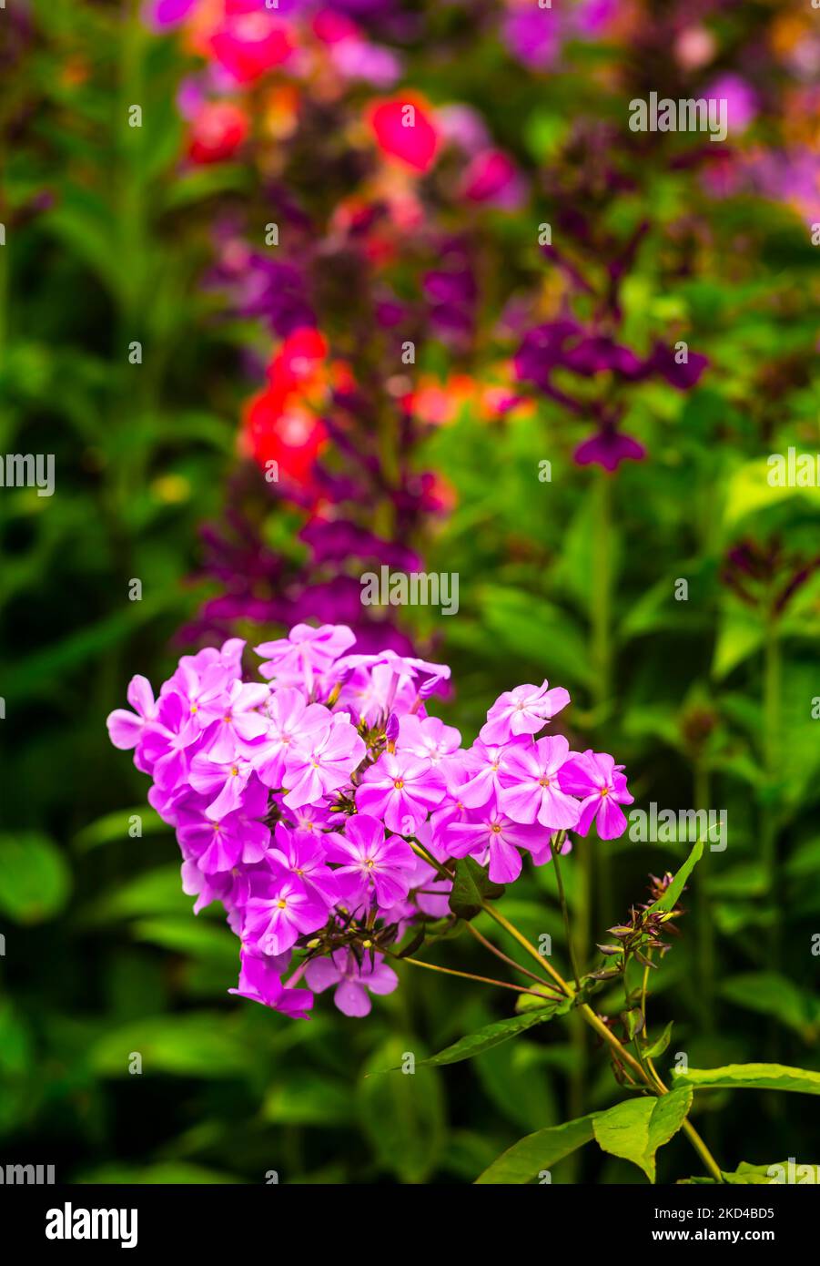 A closeup of beautiful Garden phlox flowers growing in a garden Stock ...