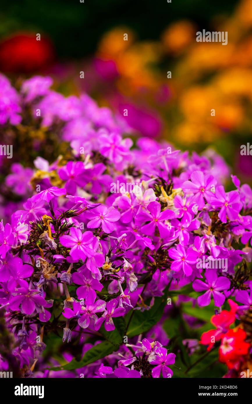 A closeup of beautiful Garden phlox flowers growing in a garden Stock ...