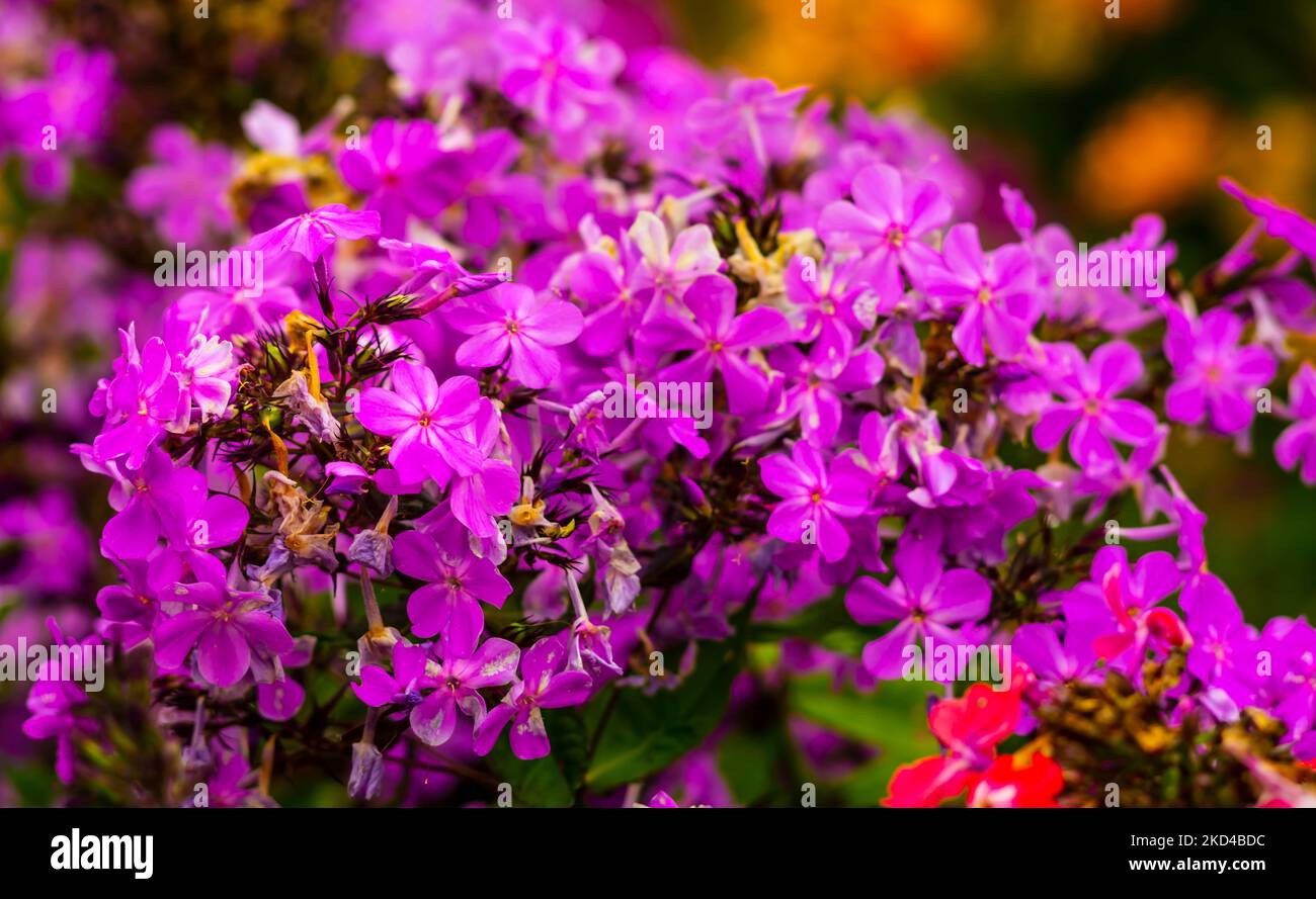 A closeup of beautiful Garden phlox flowers growing in a garden Stock ...