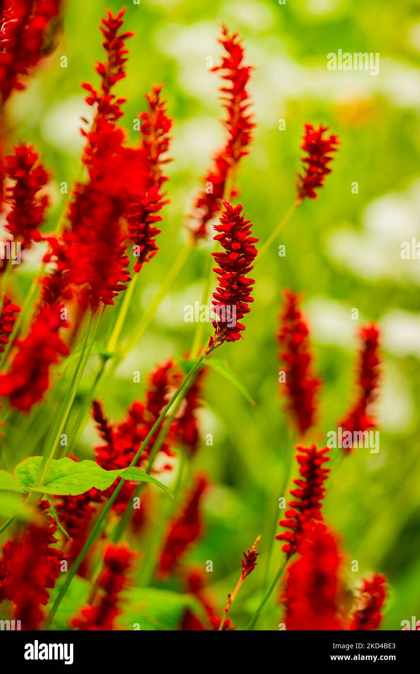 A closeup of beautiful Red bistort flowers growing in a garden Stock ...