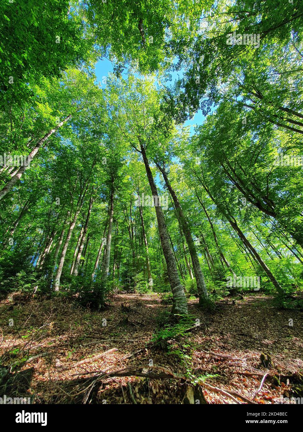A low-angle shot of beautiful tall trees with green foliage in a forest ...