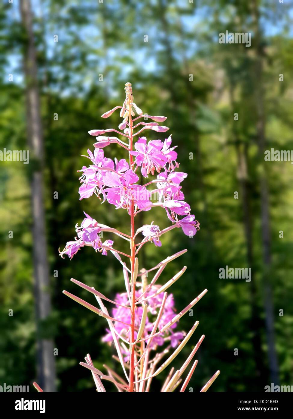 A vertical shot of a delicate Fireweed (Chamaenerion angustifolium ...