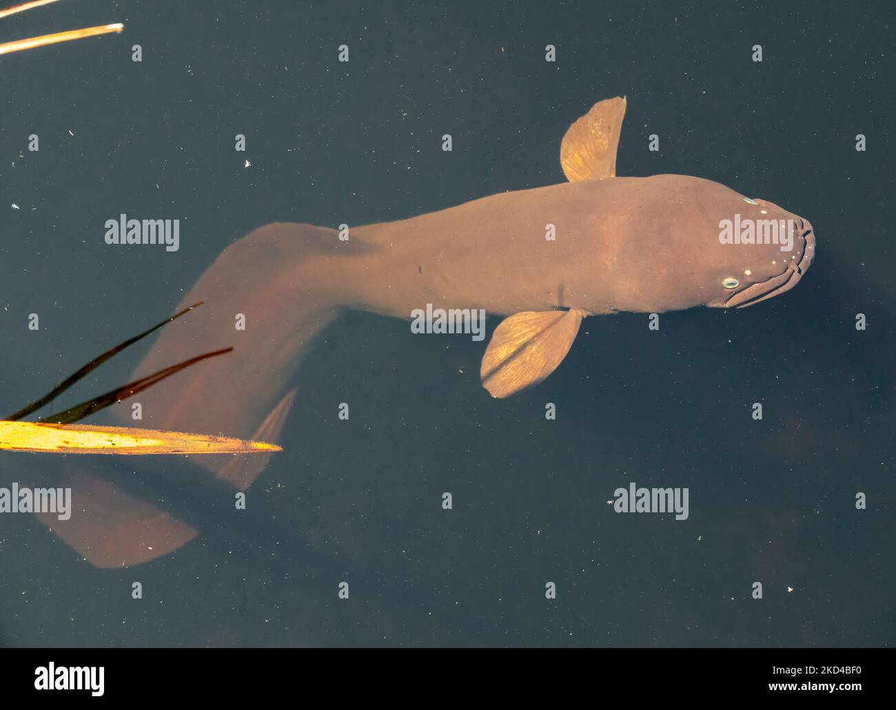 A brown New Zealand Longfin Eel (Anguilla dieffenbachii) swimming in ...