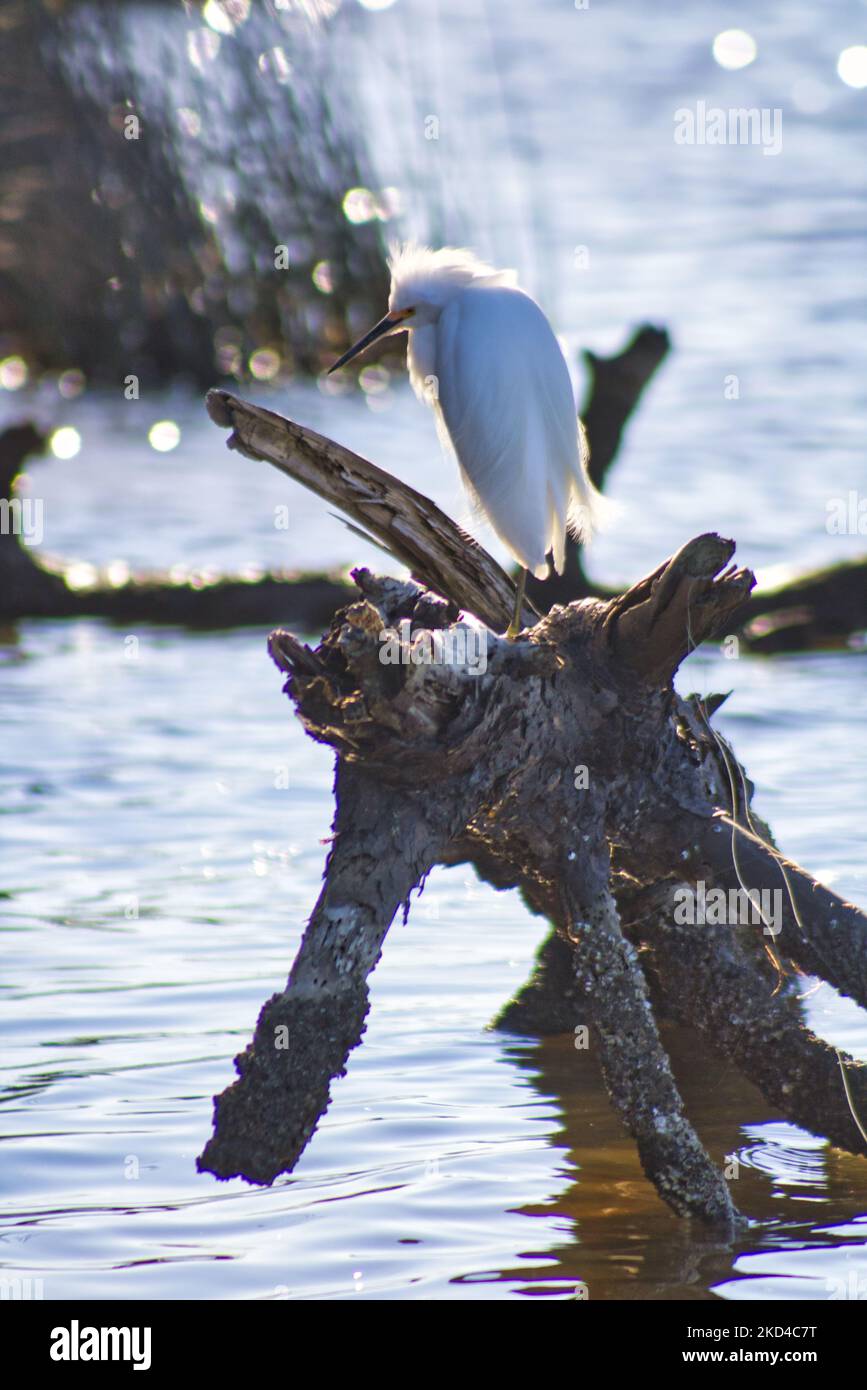 A vertical shot of a white heron perched on a piece of wood in a lake ...