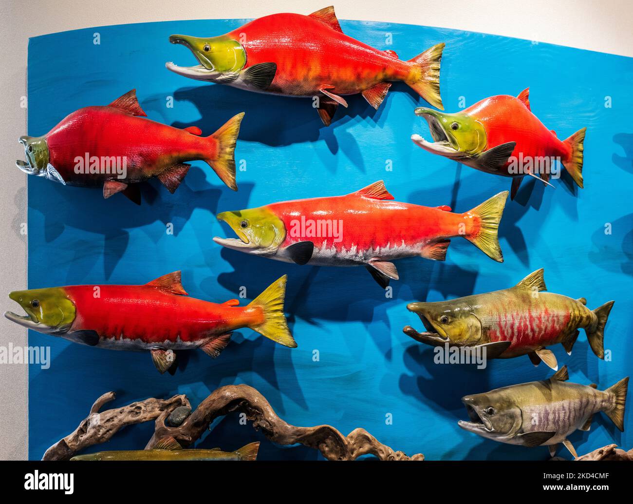 Educational display of spawning salmon; Boggs Visitor Center; Portage ...