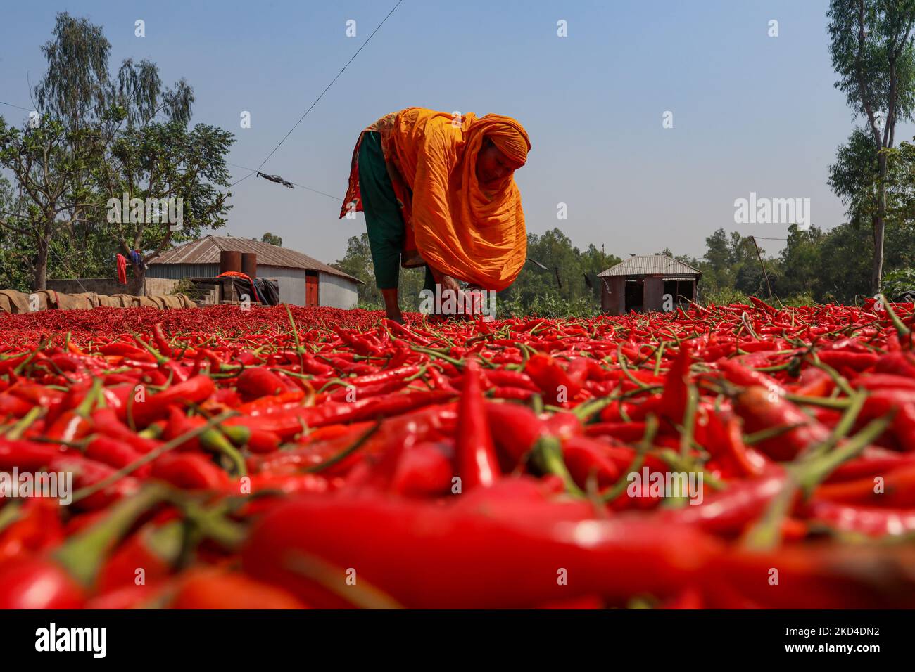 Birds eye chilli flower hi-res stock photography and images - Alamy