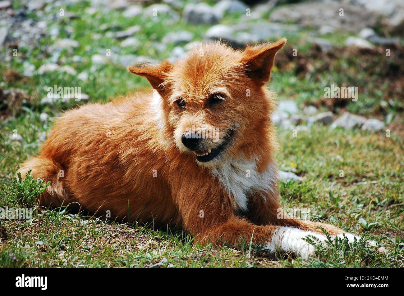 Ginger dingo hi-res stock photography and images - Alamy