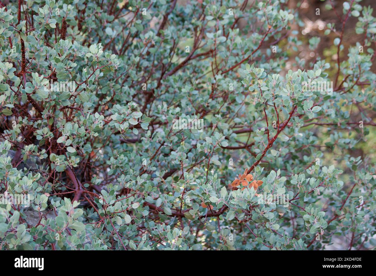 Exquisitely clad native Arctostaphylos Parryana grateful of sparse ...