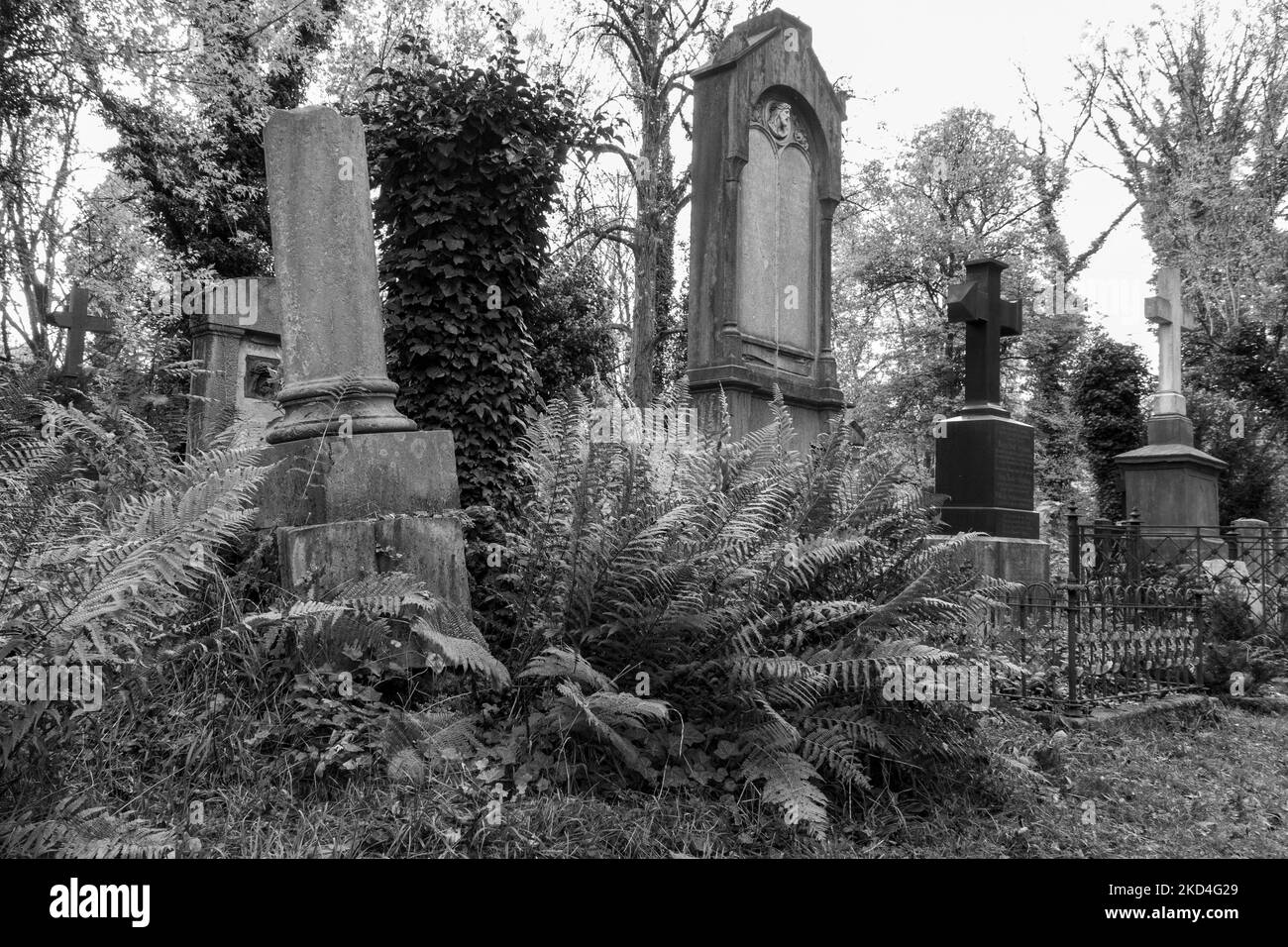 A black-and-white shot of an old, overgrown cemetery, with a crooked ...