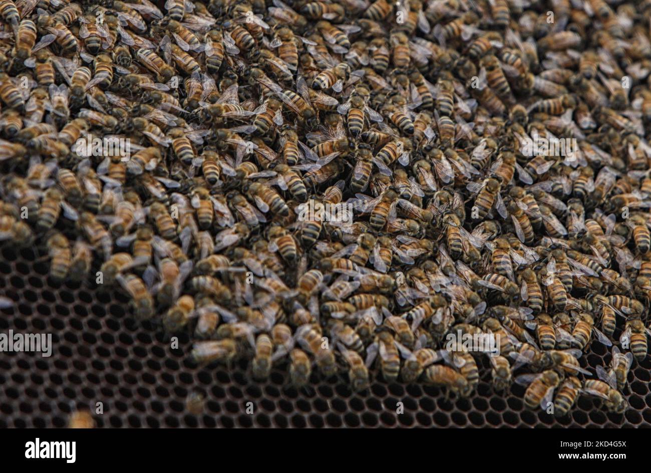 A hive of Western honey bees (Apis Mellifera) are seen at an apiary in ...