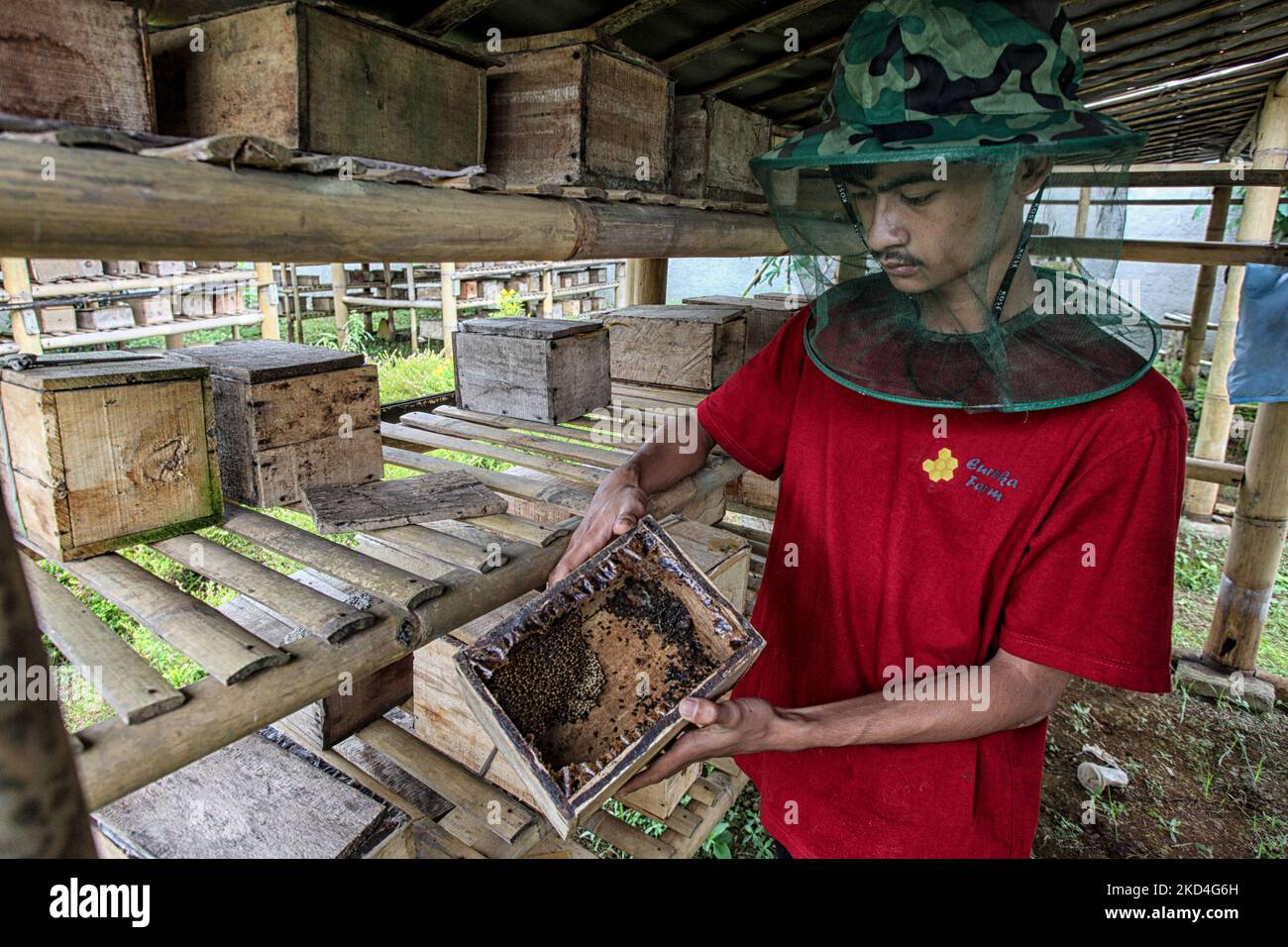 A beekeeper inspects a hive of Trigona (Meliponini) stingless bee at an ...