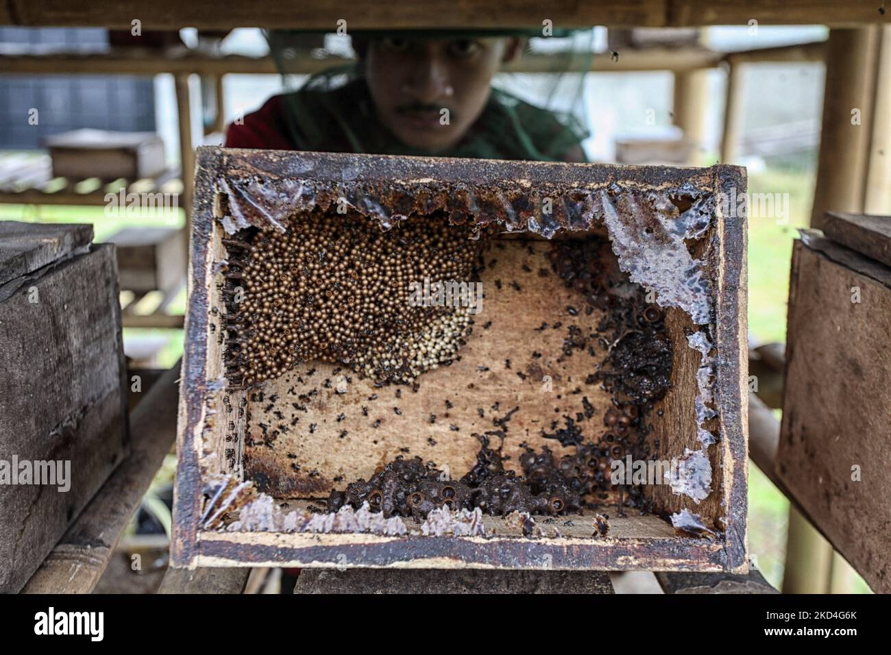 Stingless bee hive hi-res stock photography and images - Alamy