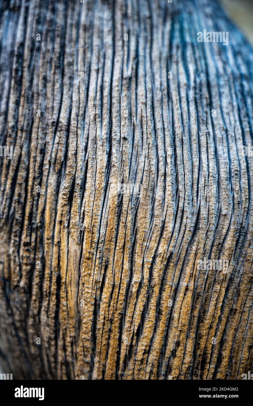 Dried Tree Bark Texture with rounded veins Stock Photo - Alamy