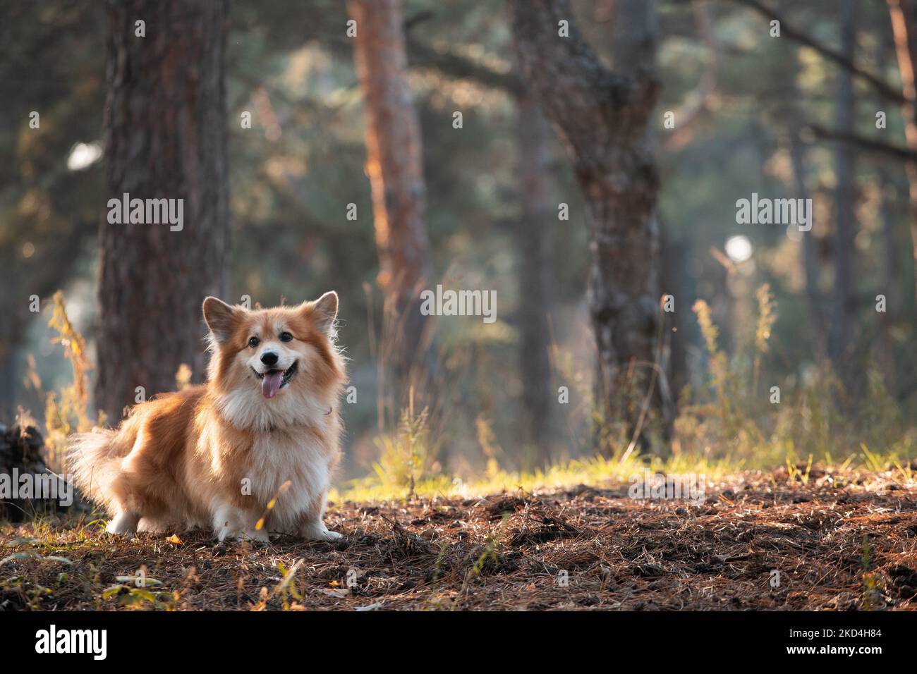 beautiful corgi fluffy posing on a sunny autumn day at the outdoor ...