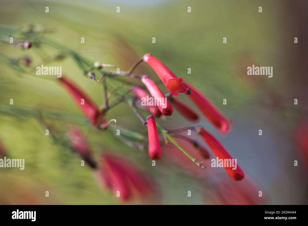 The beautiful Firecracker plant on a natural blurred background Stock ...