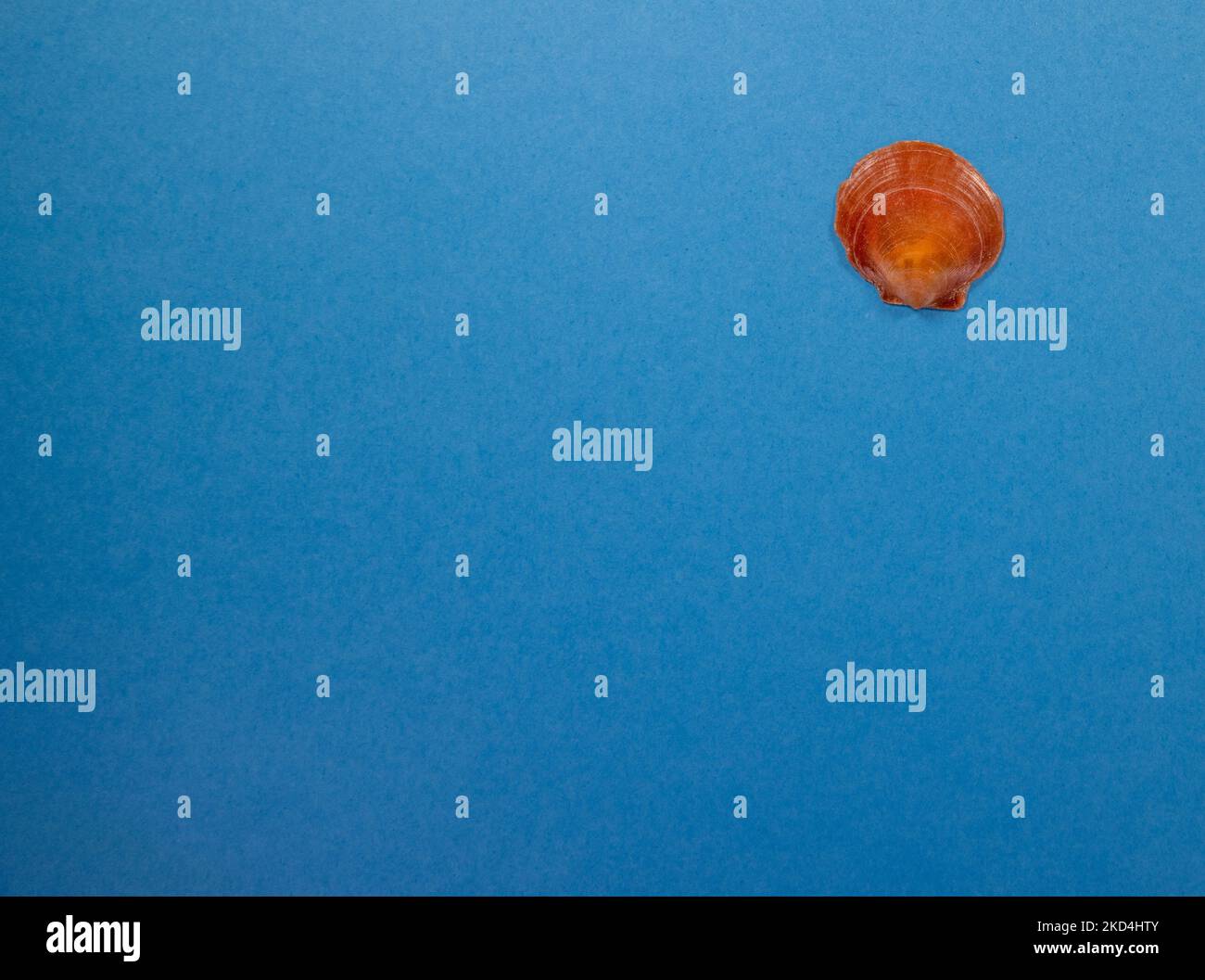 close up of a single tropical red sea shell isolated on a dark blue ...