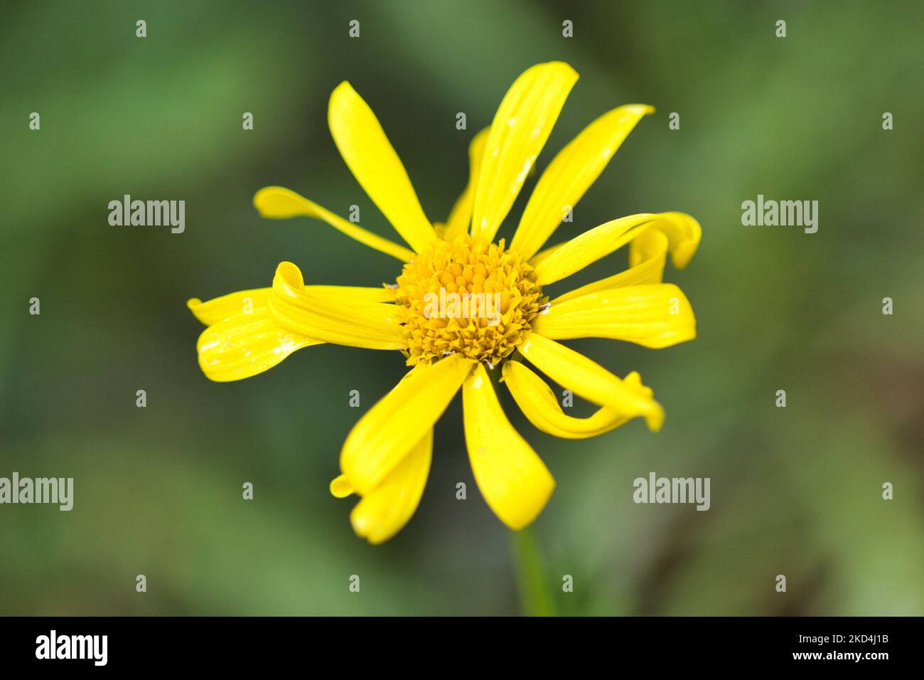 A close up of a Euryops pectinatus flower on a green blurred background ...