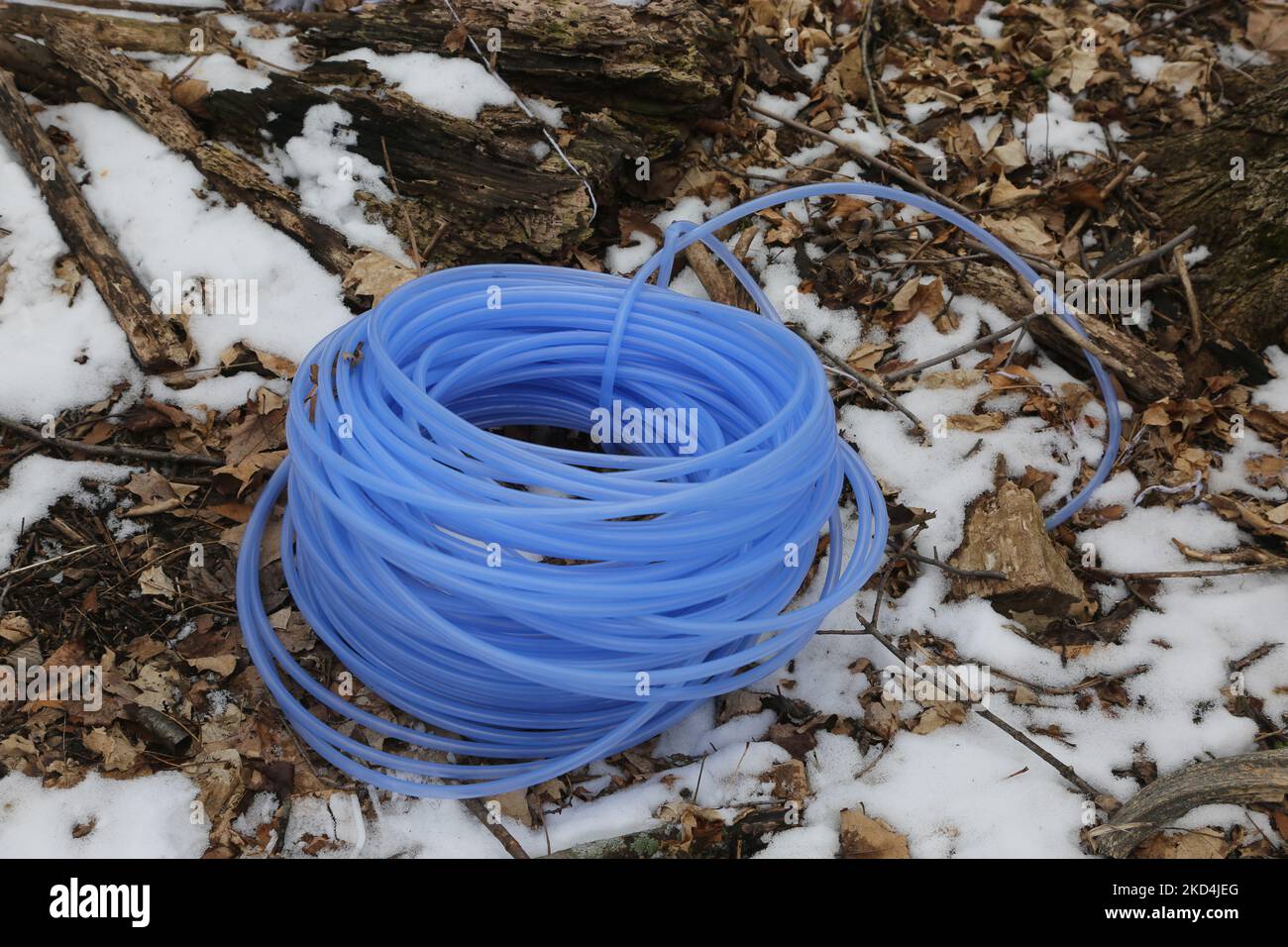 Vacuum tubing used to carry sap from taps in maple trees into the sugar ...