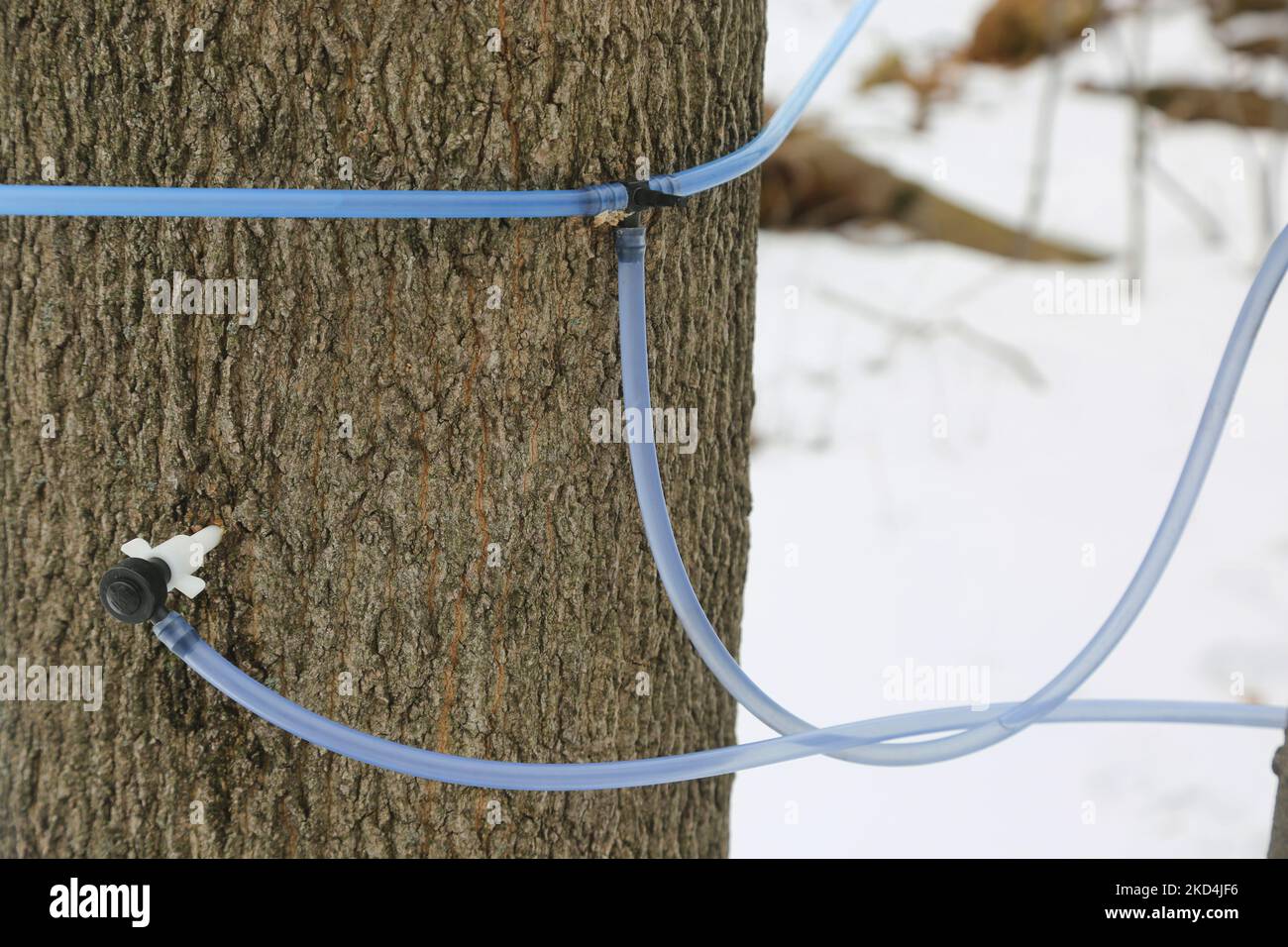 A network of vacuum tubes carries sap from taps in maple trees into the ...
