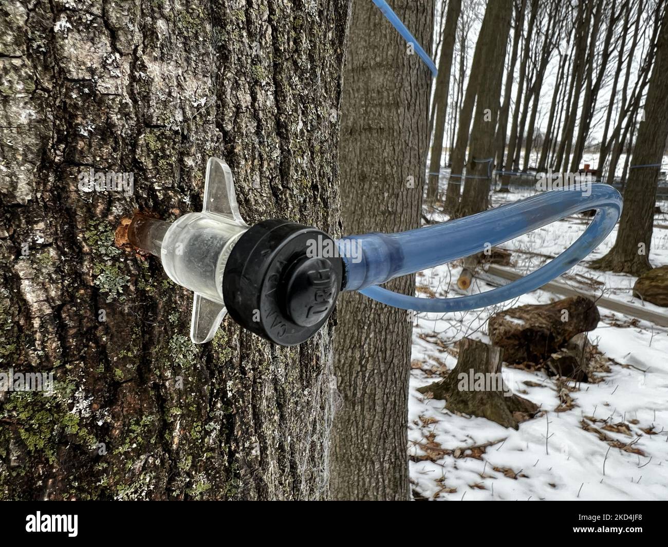 Sap vacuum hi-res stock photography and images - Alamy