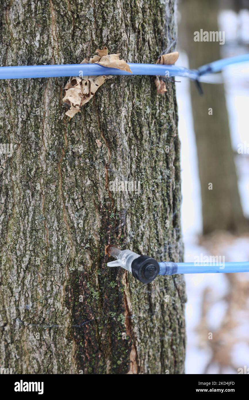 Maple tree syrup tube hi-res stock photography and images - Alamy