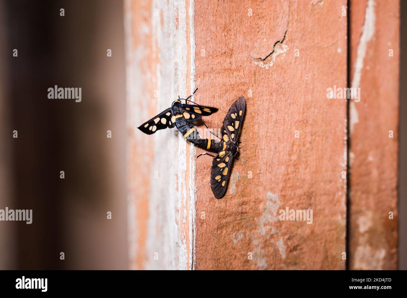 The Handmaiden moth (Amata cyssea) mating couple, are day-flying ...