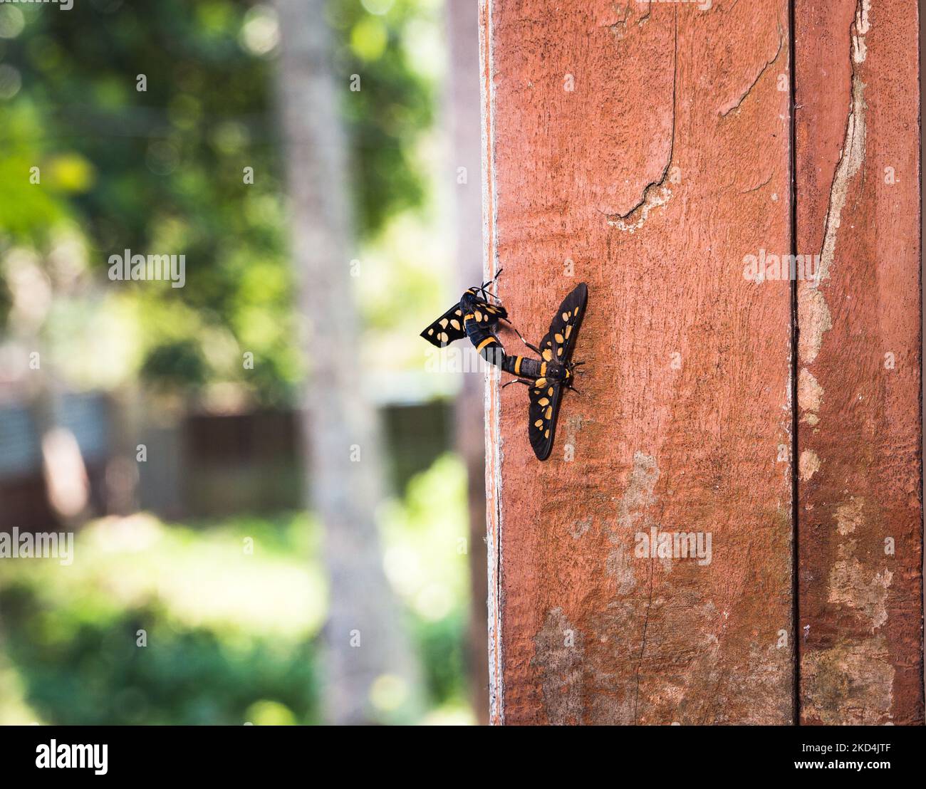 The Handmaiden moth (Amata cyssea) mating couple, are day-flying ...
